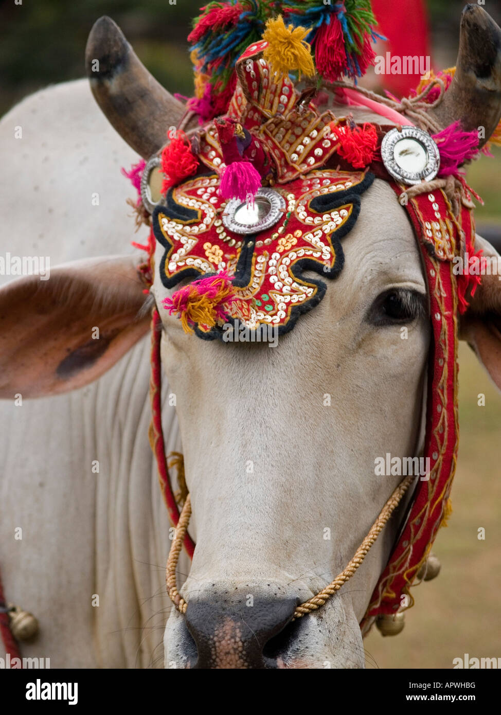 Dressed up cow hi-res stock photography and images - Alamy