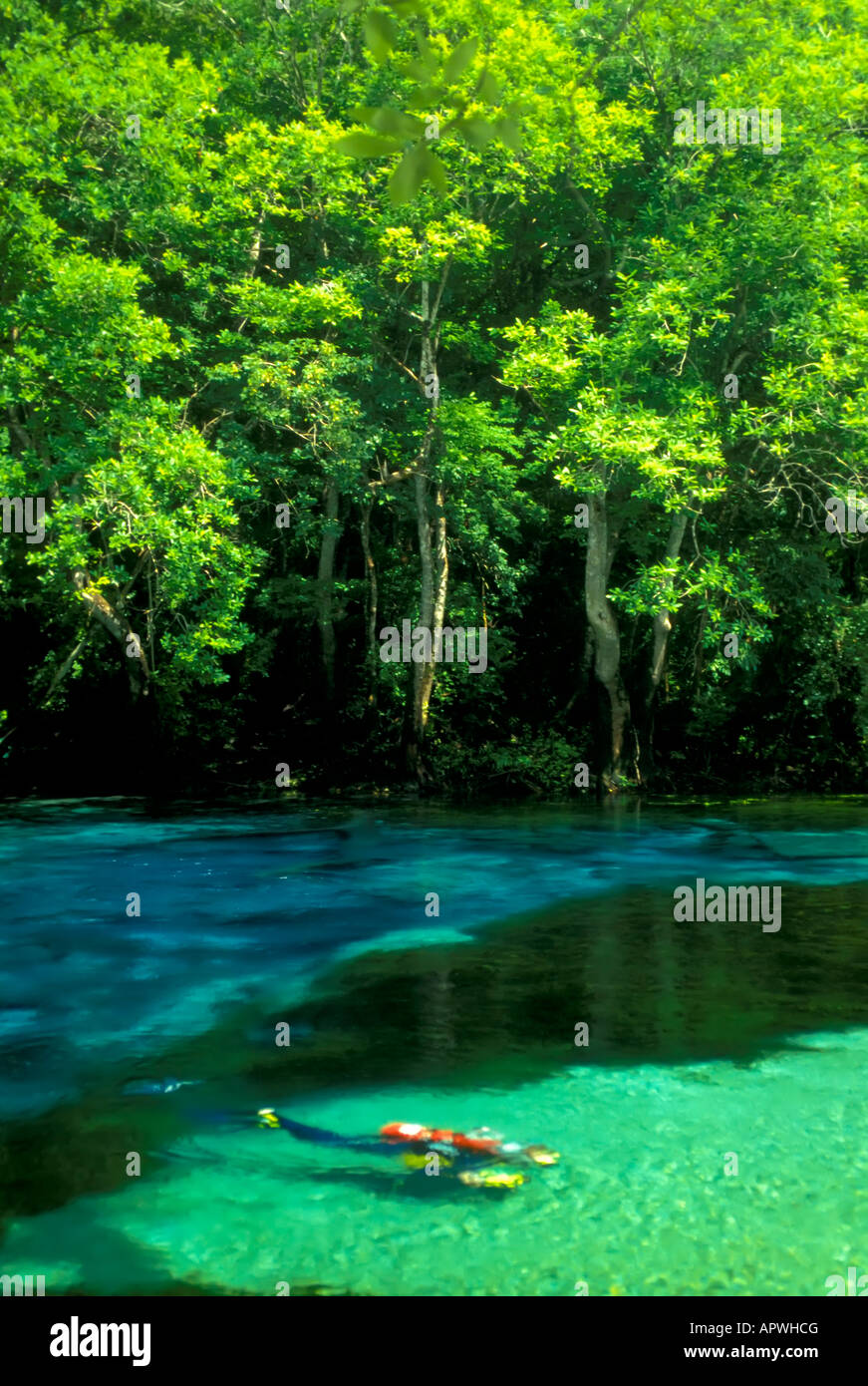 scuba diver in fresh water spring underwater, Florida fresh water ...