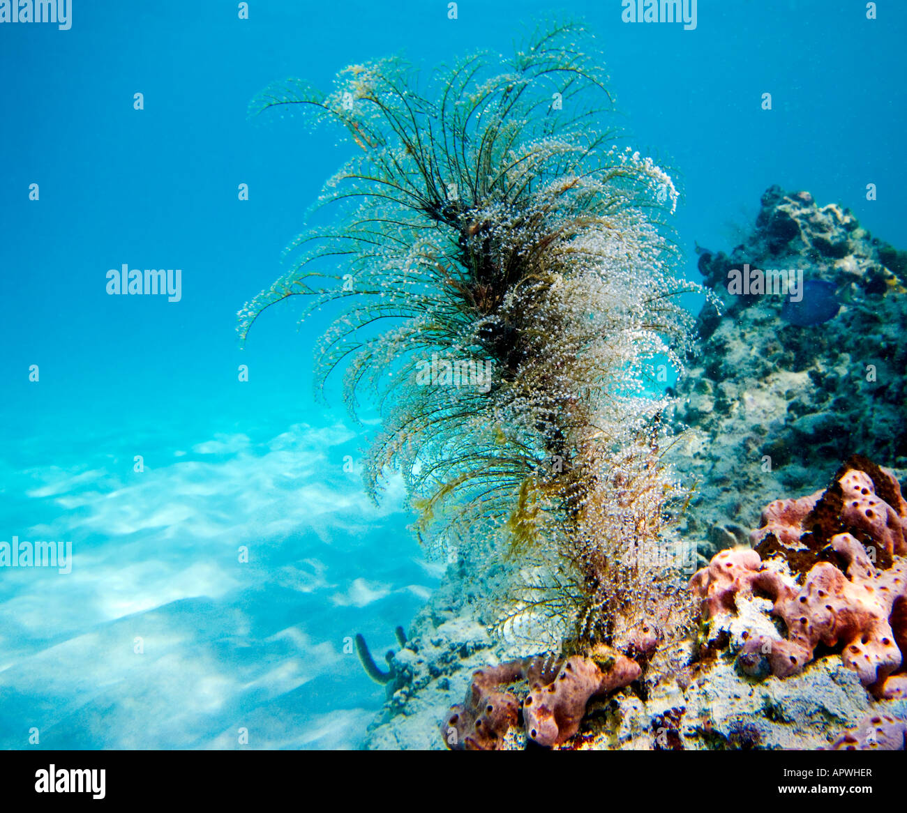 Underwater shot of tropical reef in the Caribbean Stock Photo - Alamy