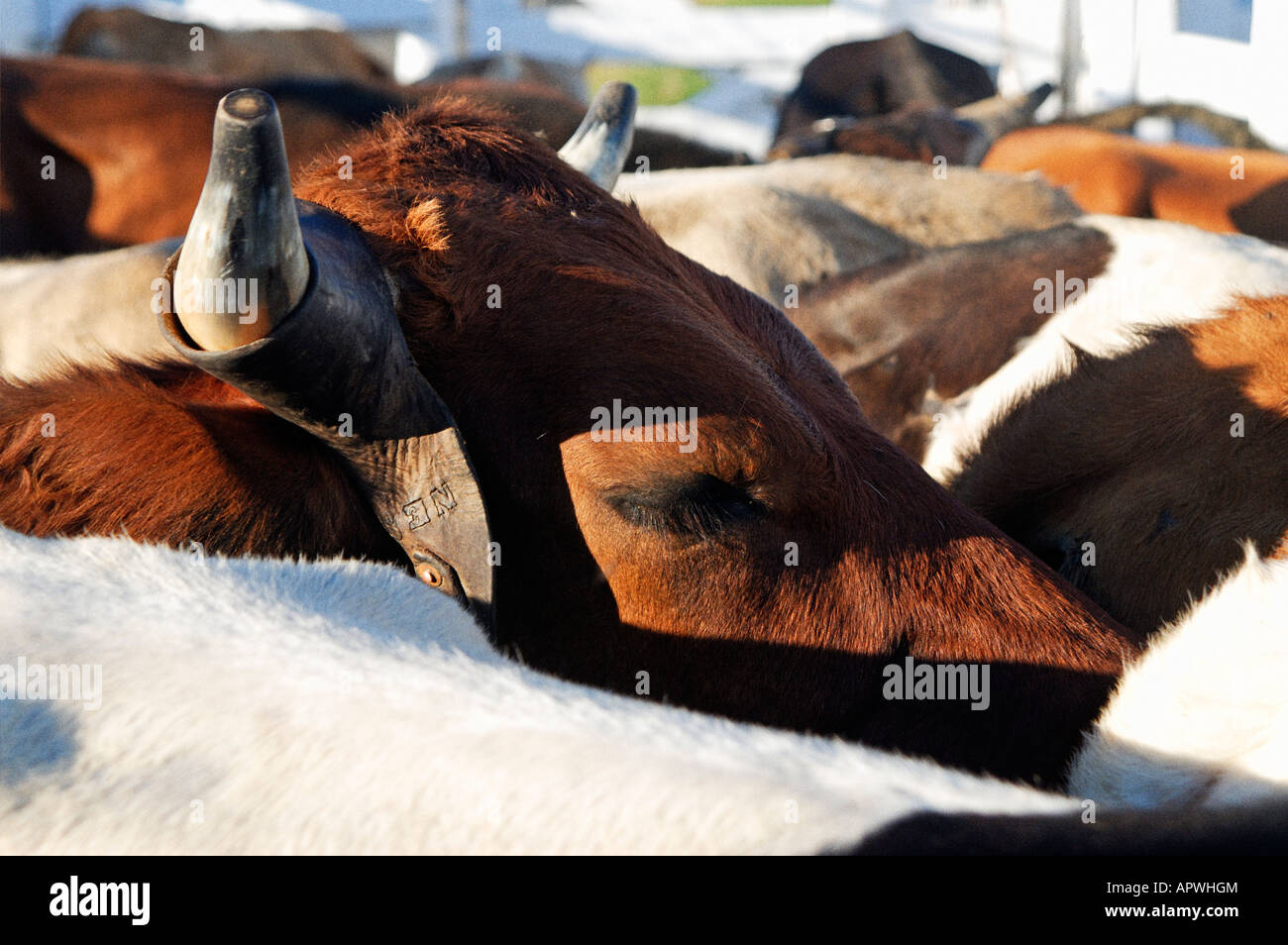 Bull in a pen Stock Photo - Alamy