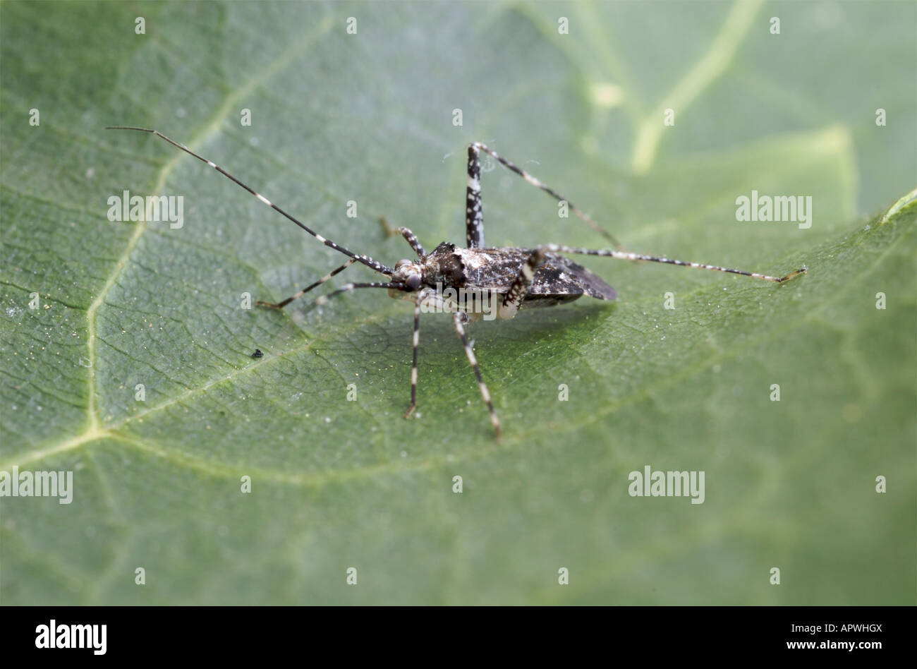 Phytocoris plant bug Stock Photo - Alamy