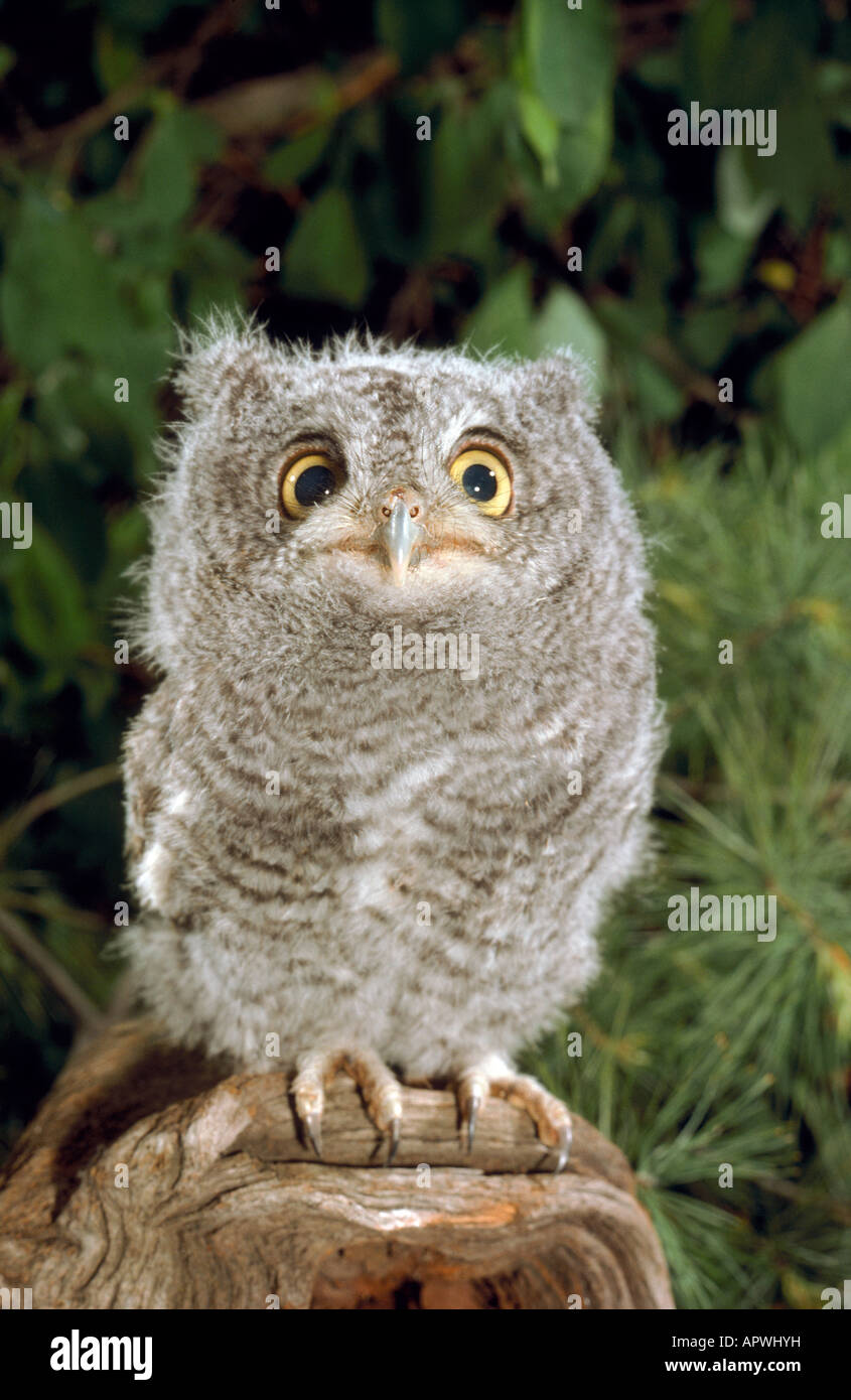 Megascops High Resolution Stock Photography and Images - Alamy