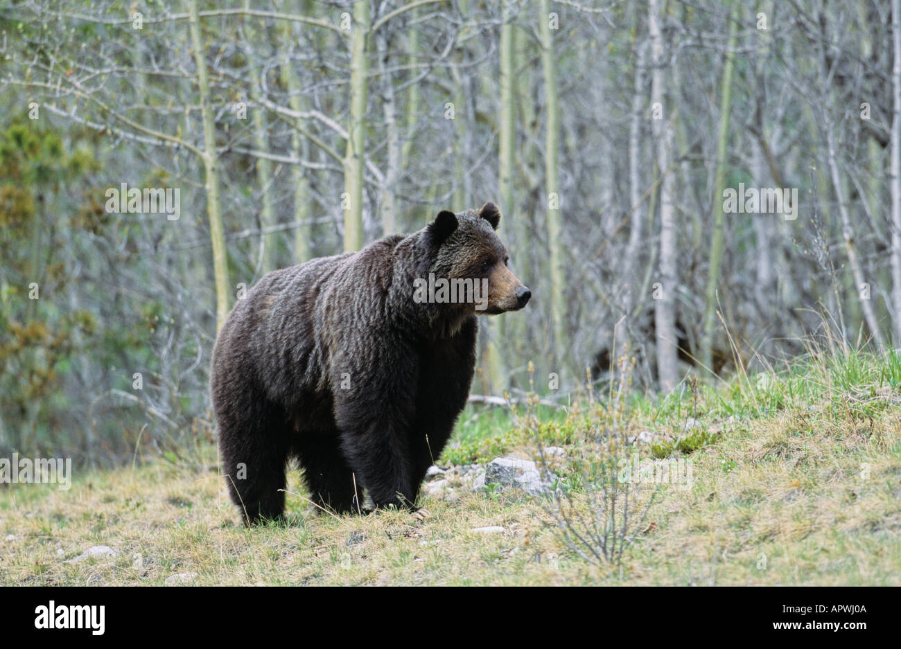 Grizzly bear canada mountain yoho hi-res stock photography and images ...