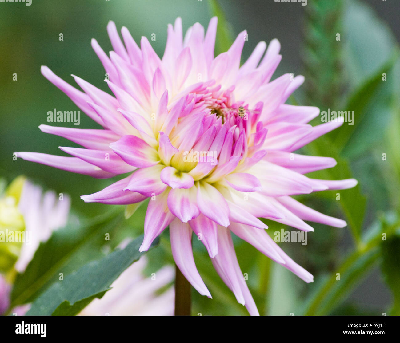 Incurved cactus hi-res stock photography and images - Alamy