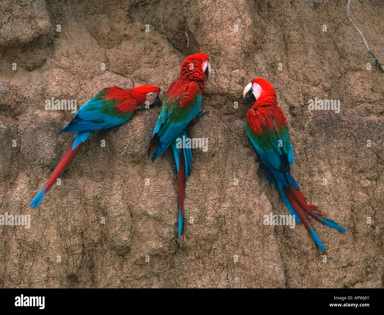 3 macaws hi-res stock photography and images - Alamy