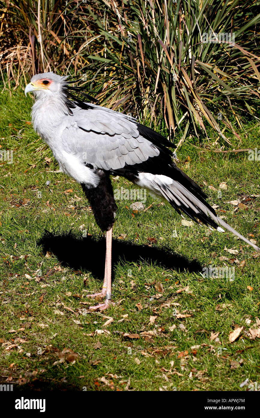BA-227D STANDING SECRETARY BIRD Stock Photo - Alamy