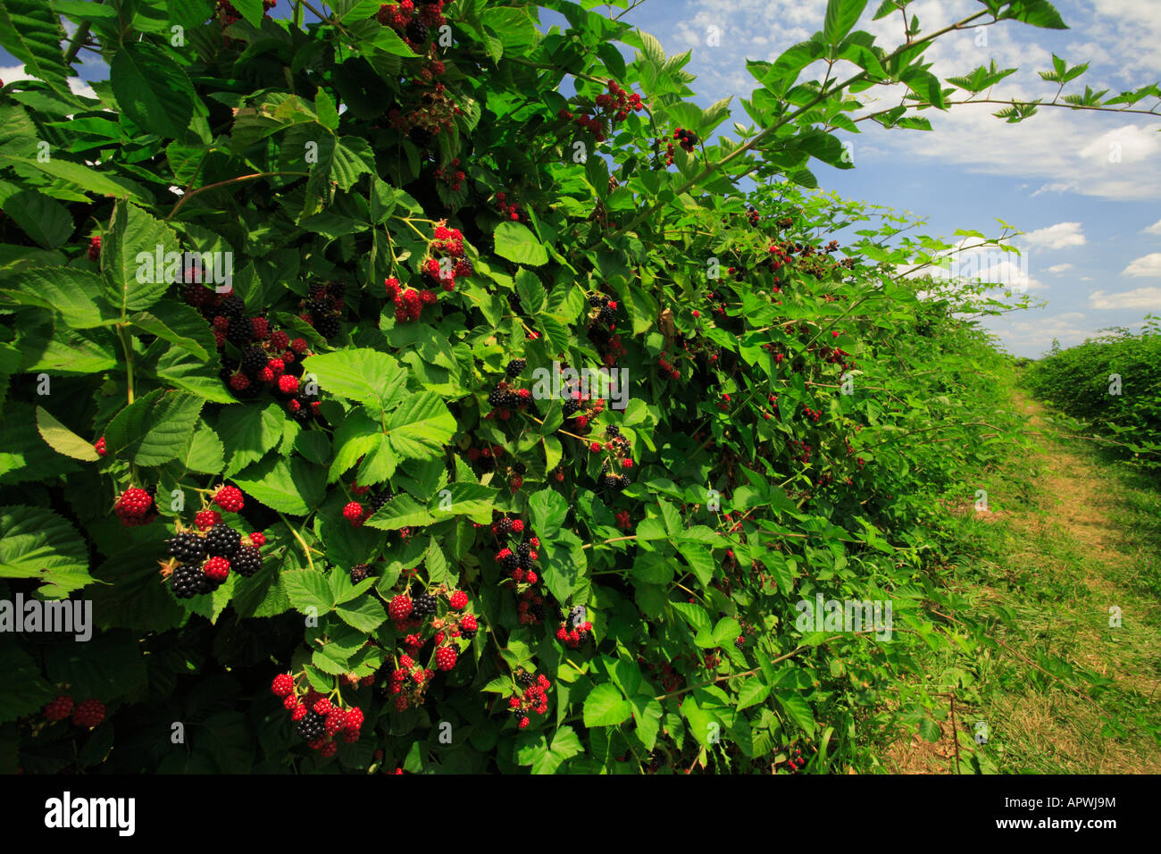 Homestead Farm Maryland