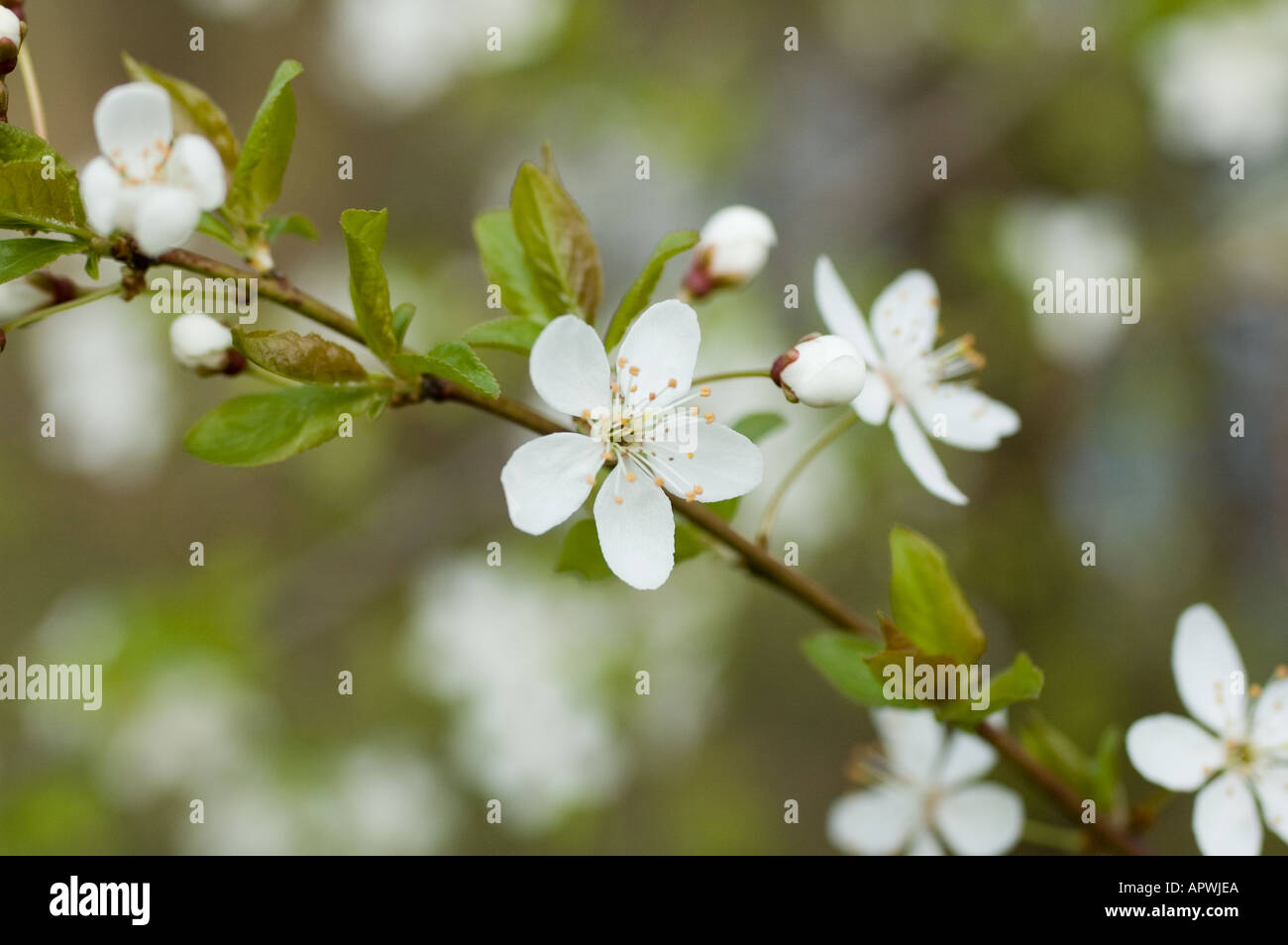 apple bloom with blured background Stock Photo - Alamy