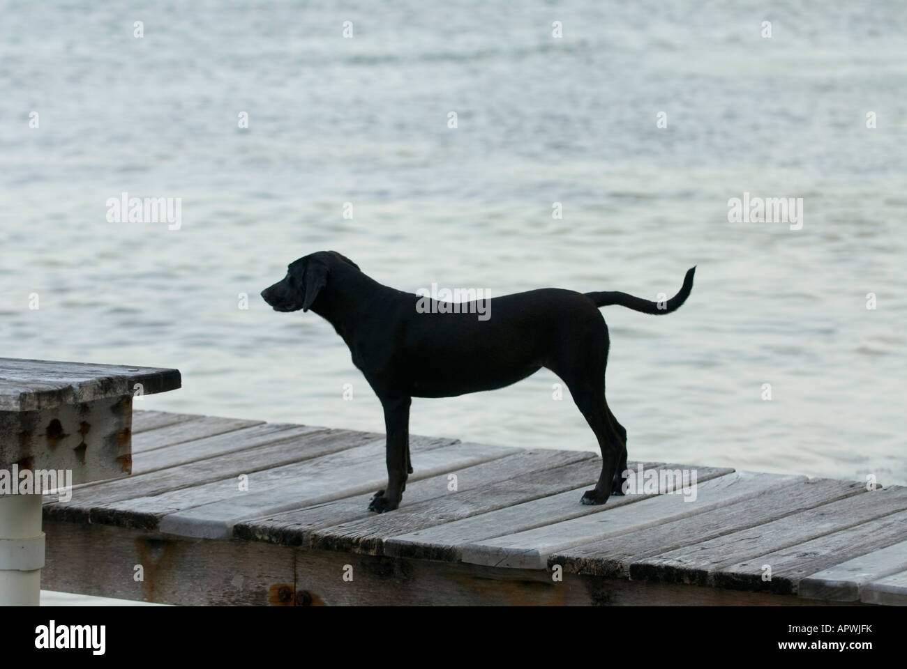 black dog on dock in belize Stock Photo - Alamy