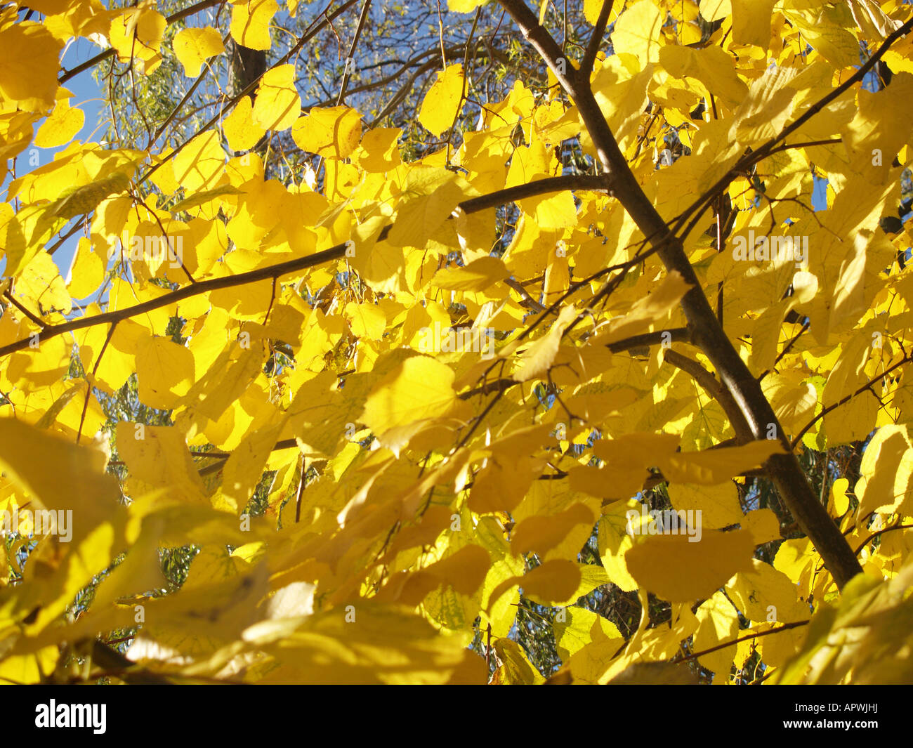 yellow autumn tree leaves branch sunny bright Stock Photo - Alamy