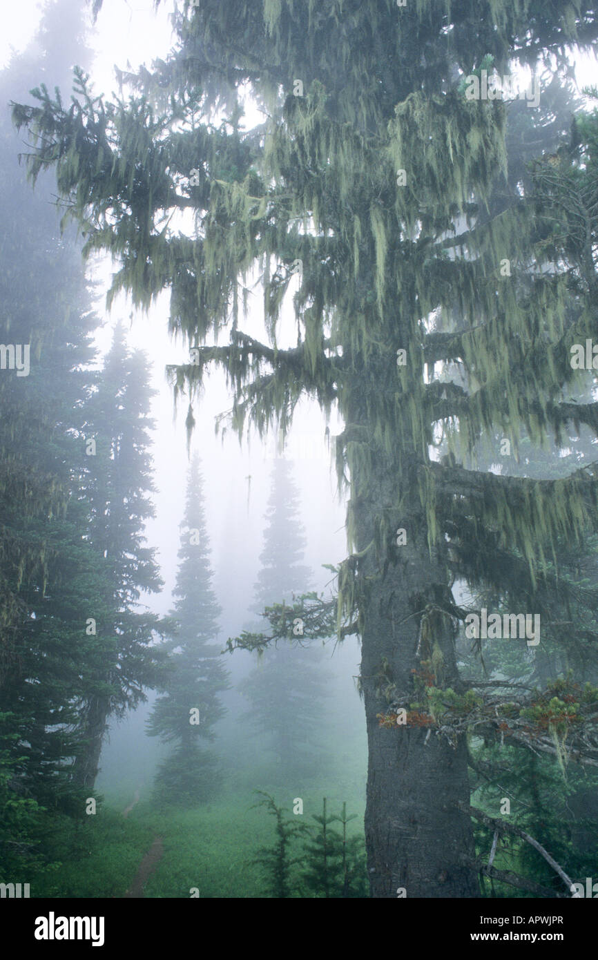 Mist along Wonderland Trail through Old-growth forest, Mt Rainier ...