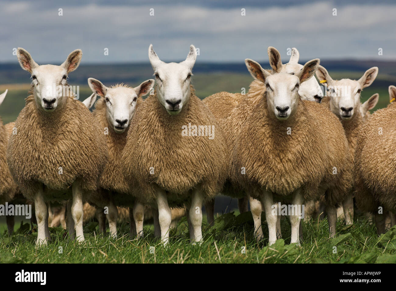 Cheviot mules hi-res stock photography and images - Alamy