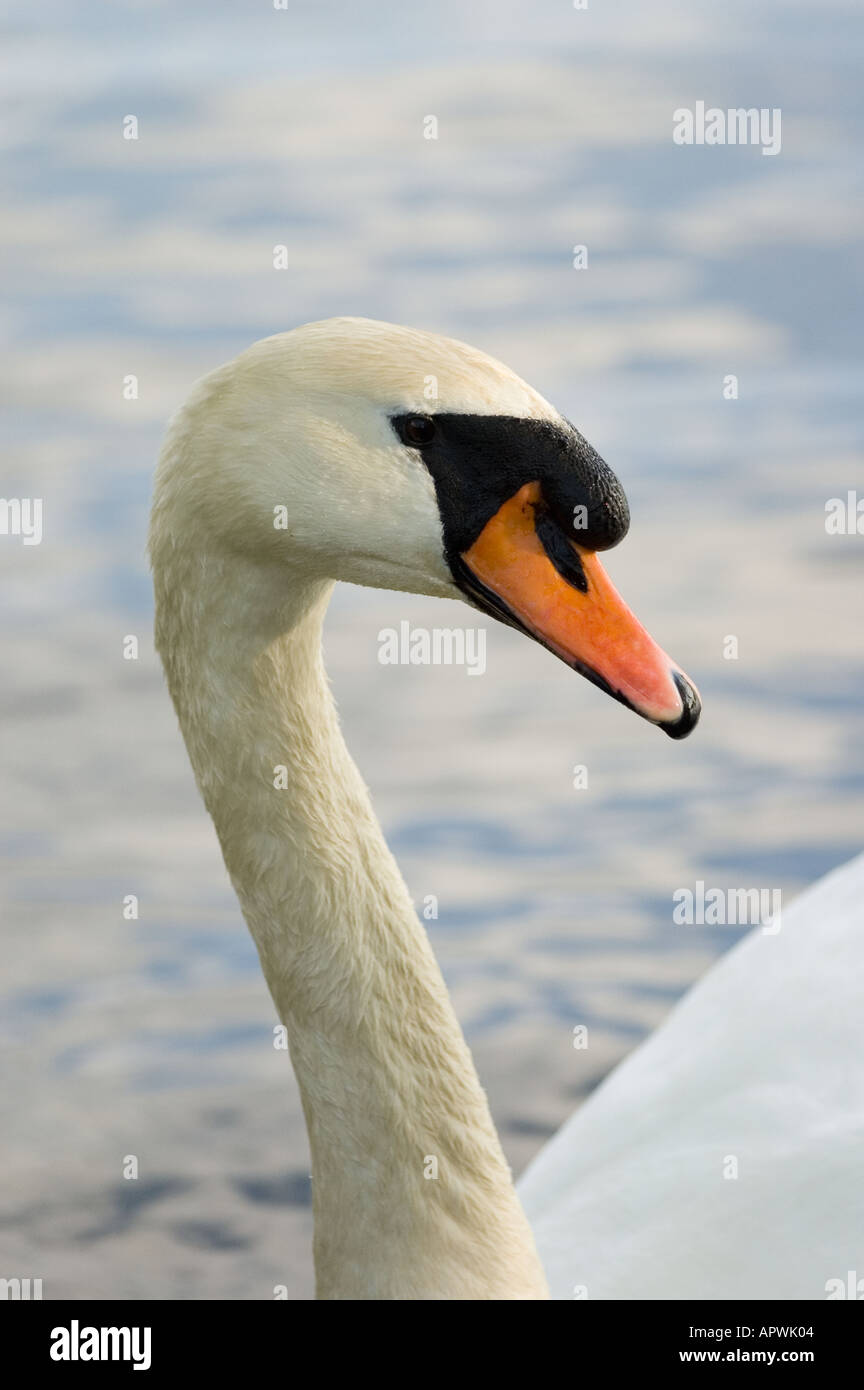 Goose and swan family anatidae hi-res stock photography and images - Alamy