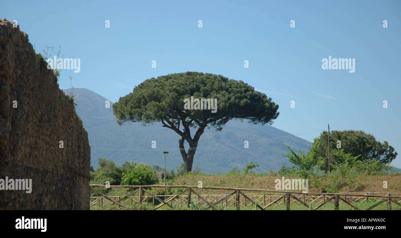 toll tree with mountain on background Stock Photo - Alamy