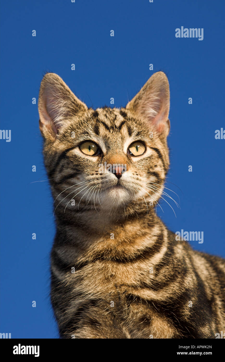 tabby cat looking intent with blue sky behind Stock Photo - Alamy