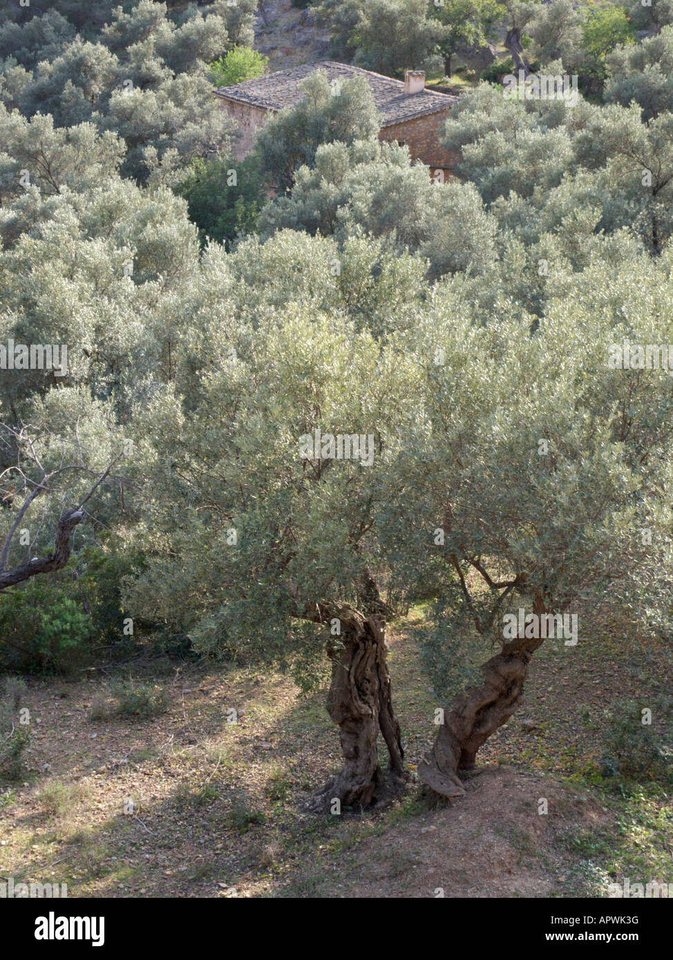 Olive tree (Olea europaea), Majorca, Spain Stock Photo - Alamy