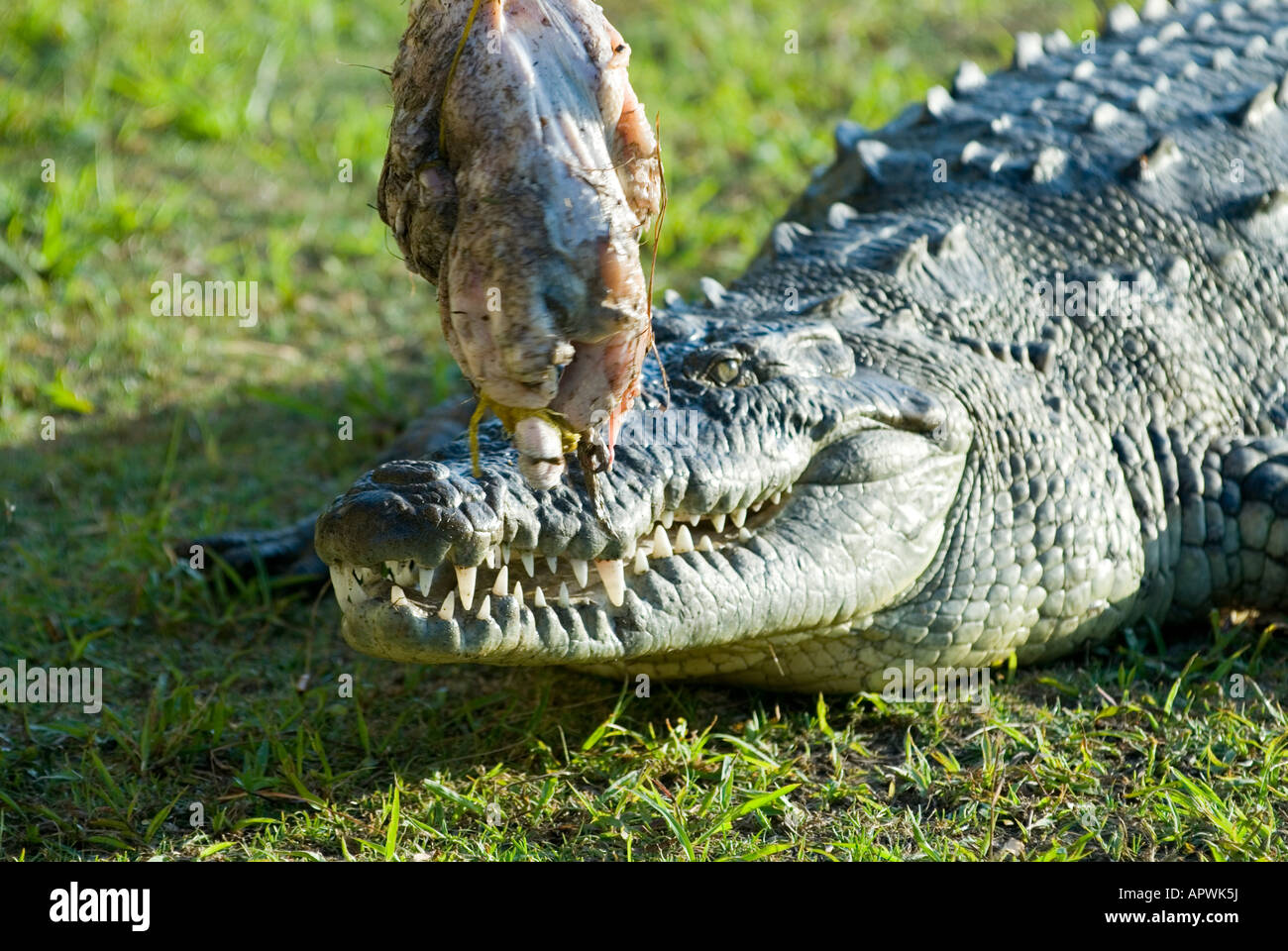 alligator being fed chicken in Belize Stock Photo - Alamy
