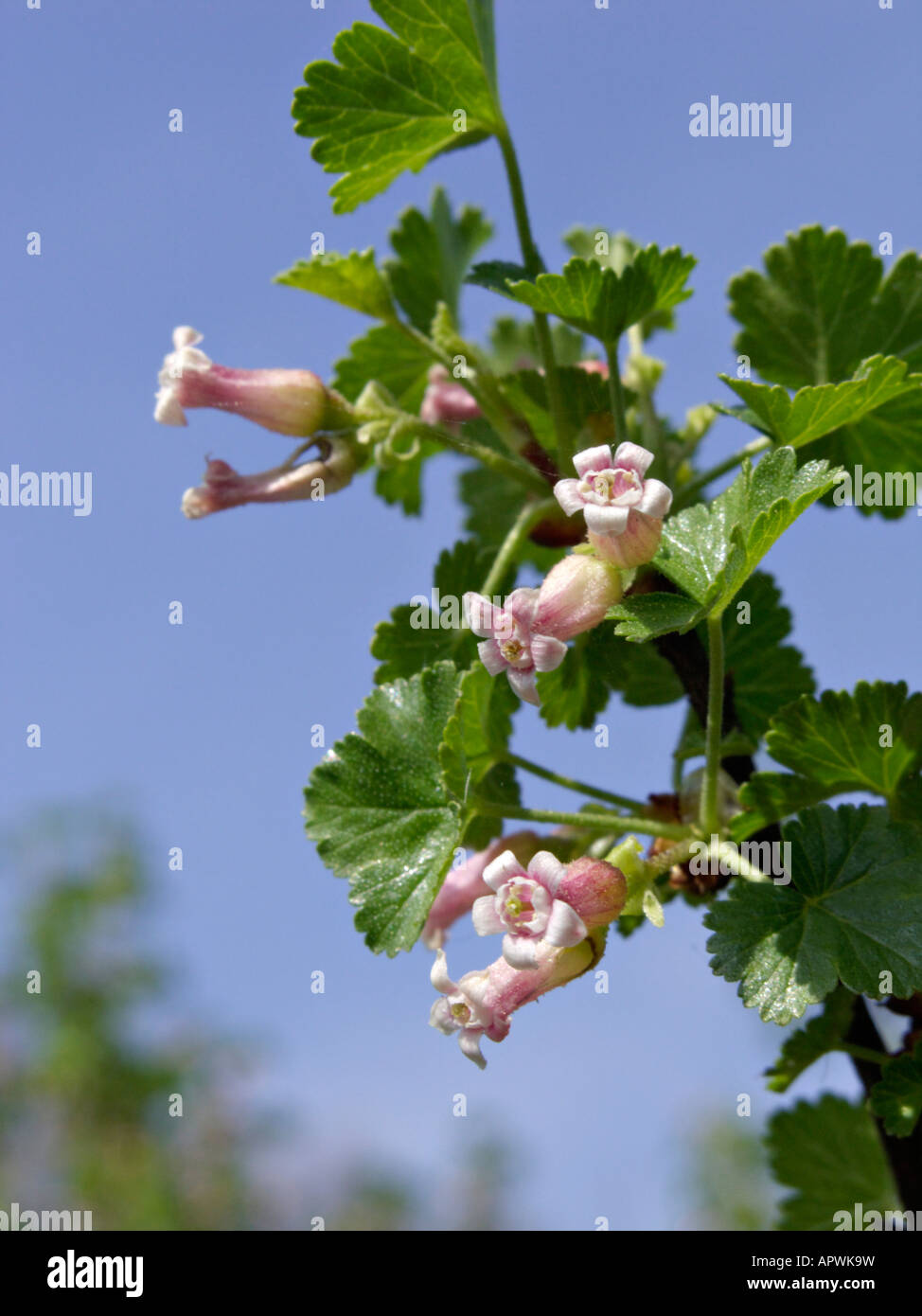 Ribes cereum hi-res stock photography and images - Alamy