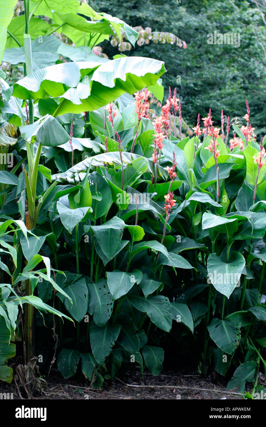 CANNA ORANGE PERFECTION AND MUSA BASJOO Stock Photo - Alamy