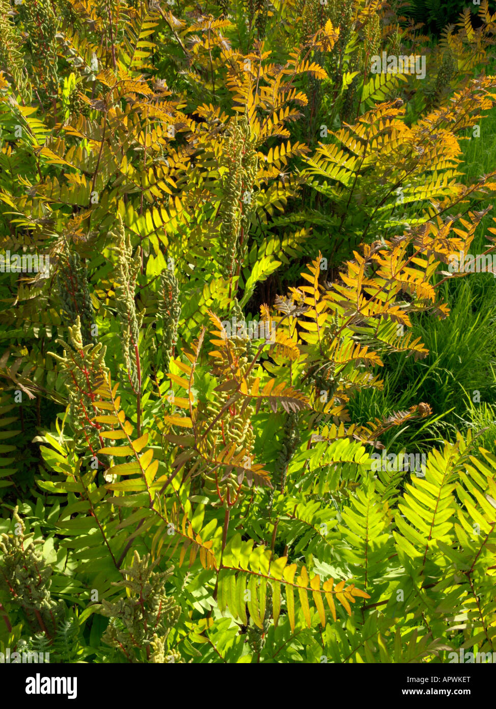 Royal fern osmunda regalis leaves hi-res stock photography and images ...