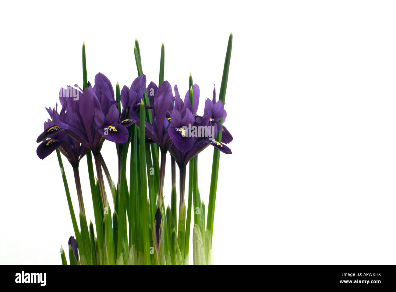 Bunch of Iris reticulata flowers against a white background cut-out ...