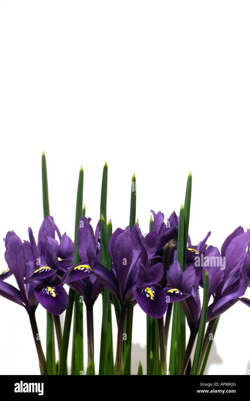 Bunch of Iris reticulata flowers against a white background cut-out ...