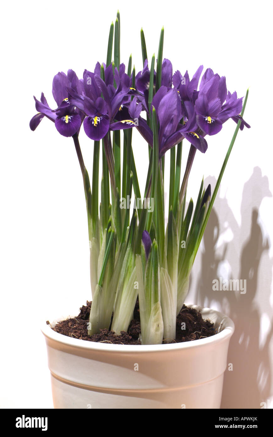Bunch of Iris reticulata flowers against a white background cut-out ...