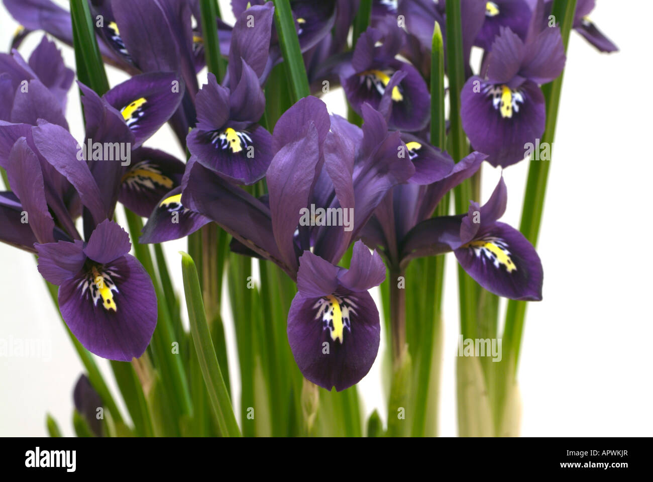 Bunch of Iris reticulata flowers against a white background cut-out ...