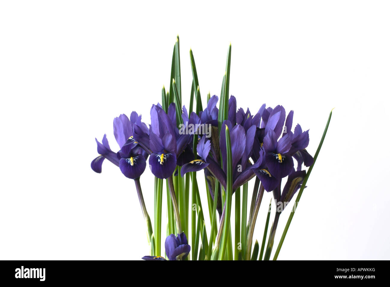 Bunch of Iris reticulata flowers against a white background cut-out ...