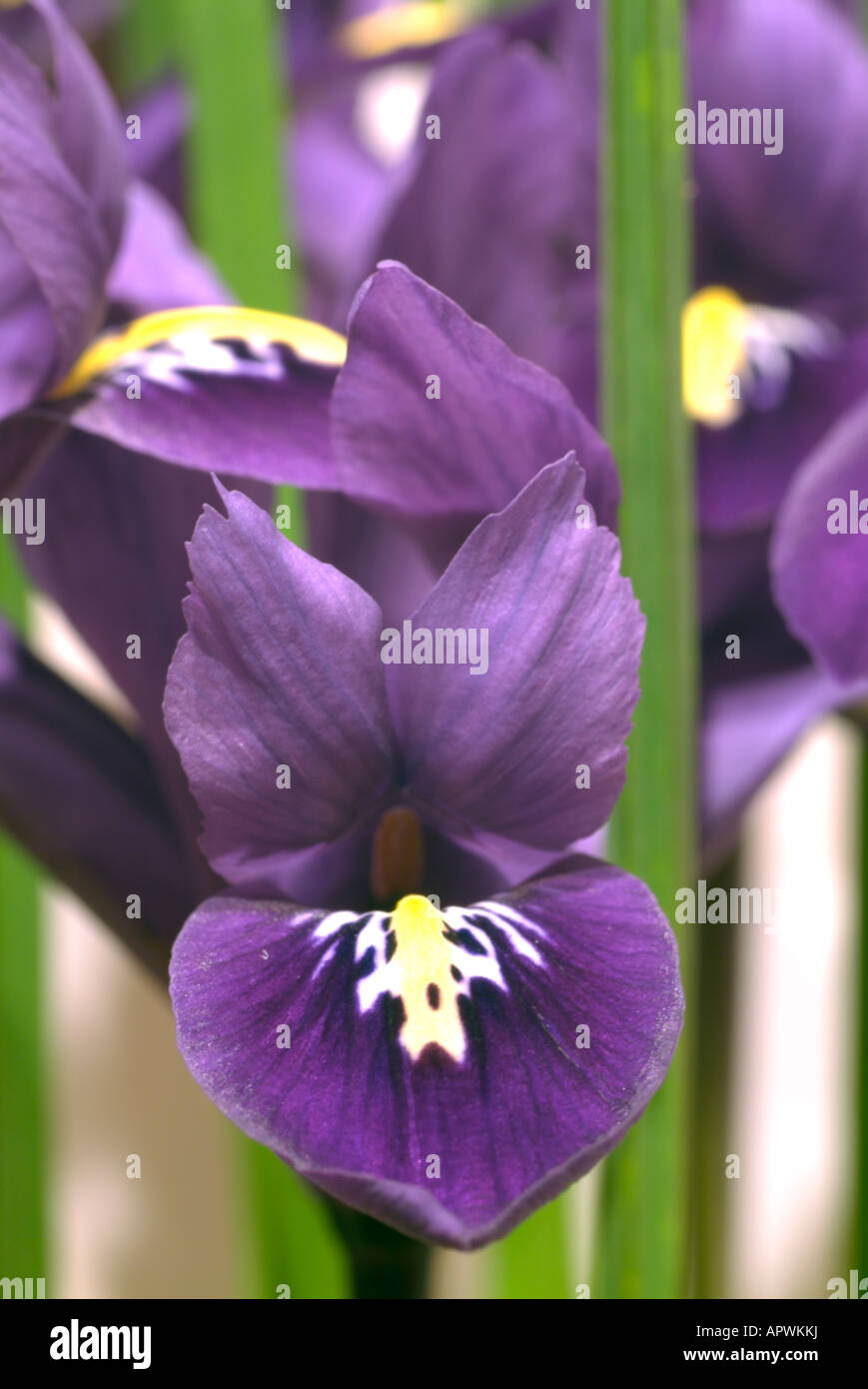 Bunch of Iris reticulata flowers against a white background cut-out ...