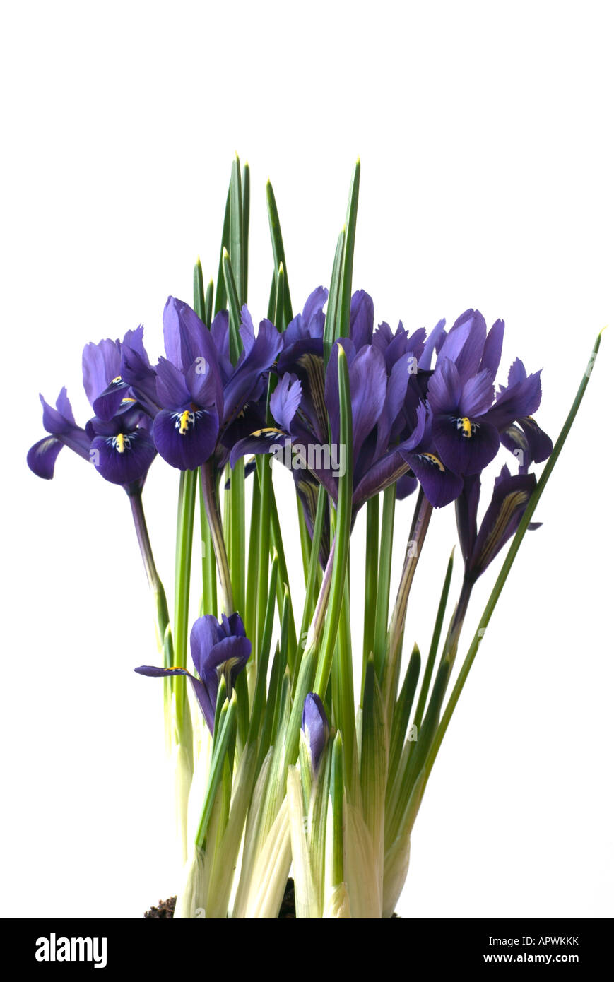 Bunch of Iris reticulata flowers against a white background cut-out ...