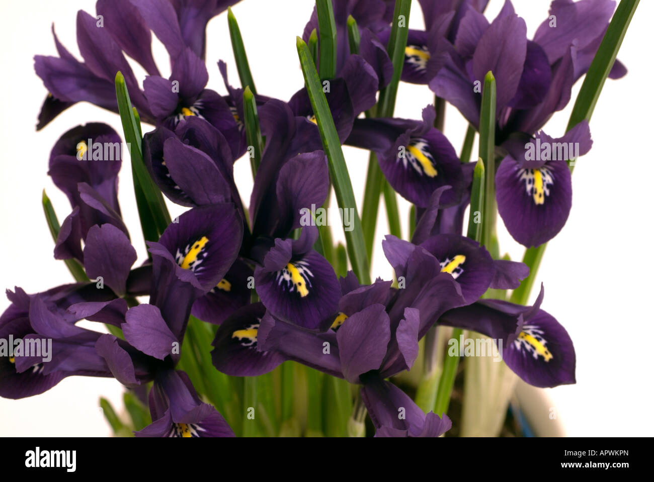 Bunch of Iris reticulata flowers against a white background cut-out ...