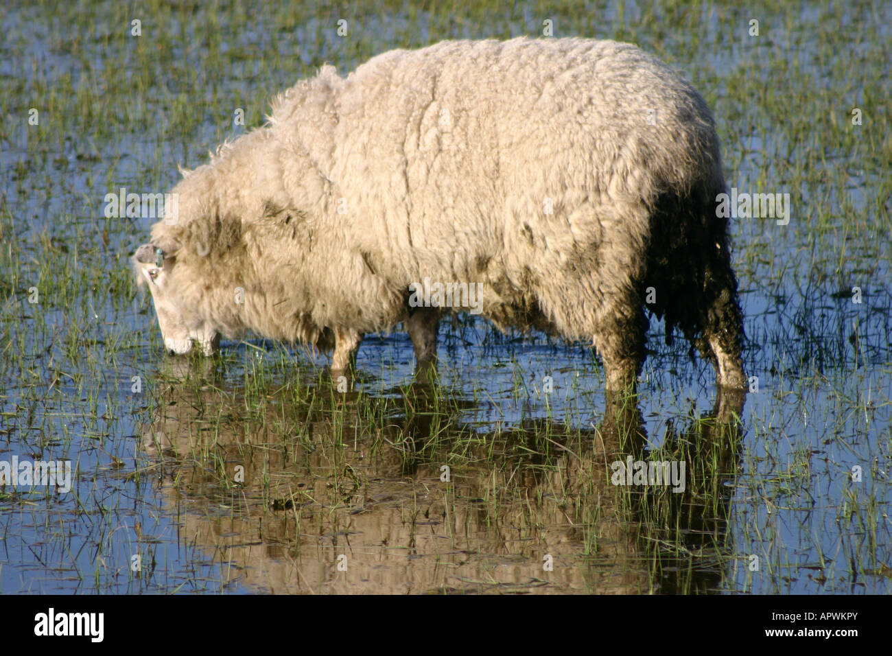 sheep full fleece waterlogged grazing grass Stock Photo - Alamy