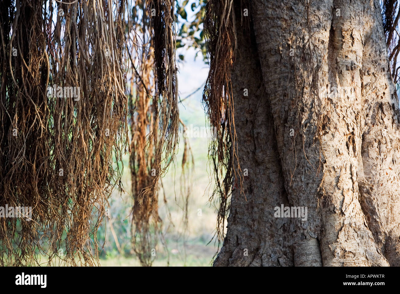 Ficus Benghalensis. Indian banyan tree Stock Photo - Alamy