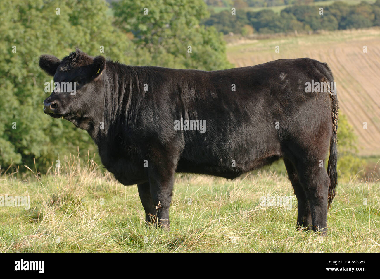 Aberdeen Angus cattle in field early autumn Cumbria Stock Photo - Alamy