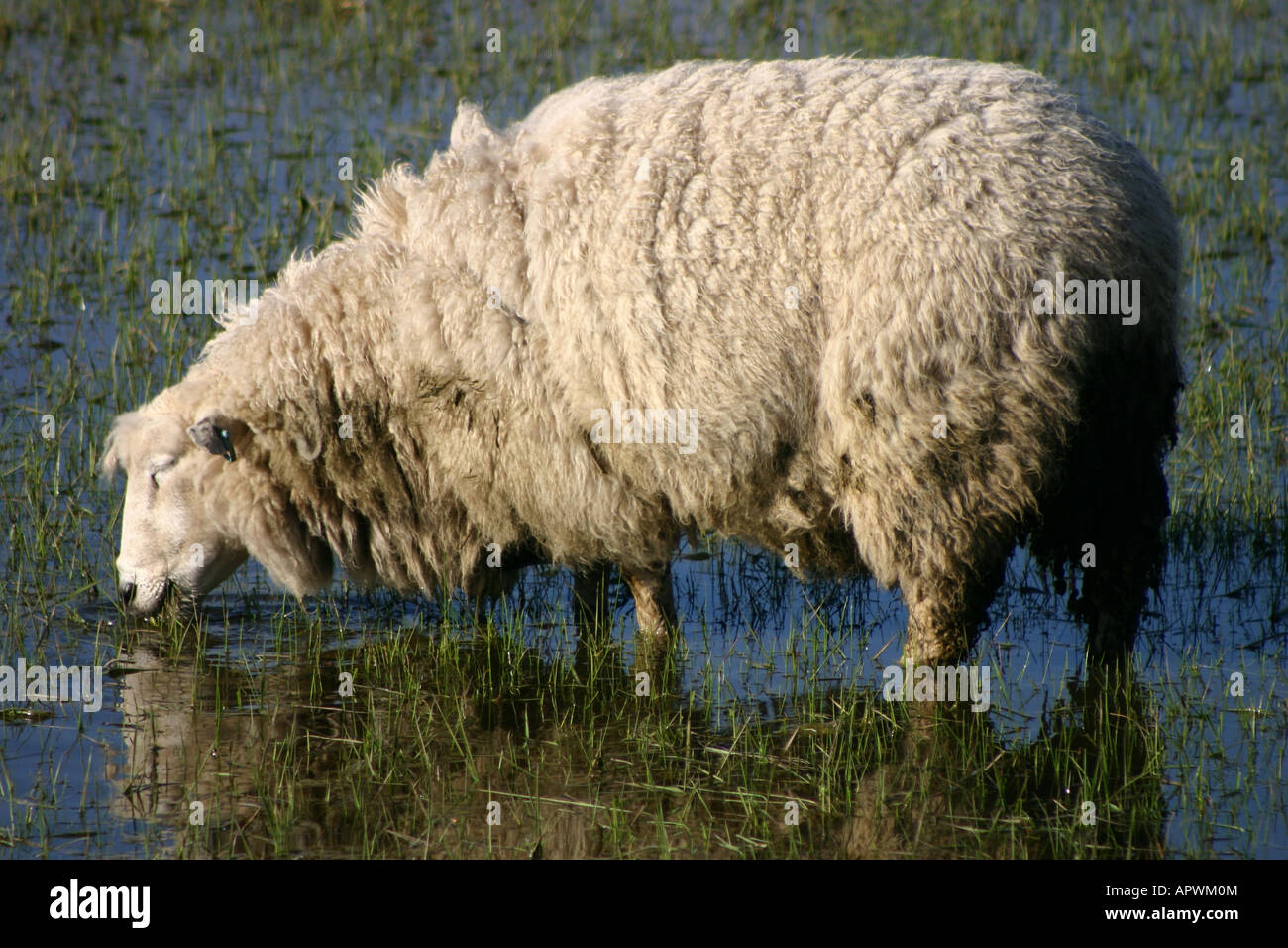 Grass waterlogged hi-res stock photography and images - Alamy