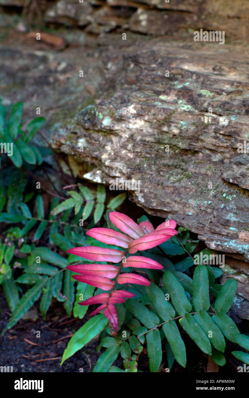 Red fern frond contrasts with green ferns in the blue mountains world ...