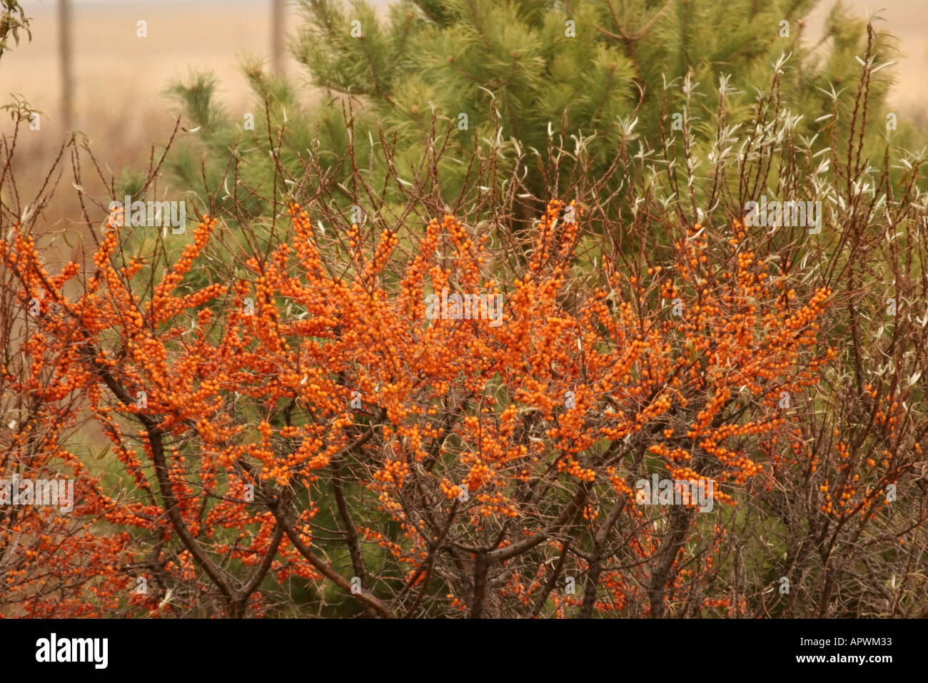 Shrubbery and a pine tree in scenic Southern Saskatchewan Canada Stock ...