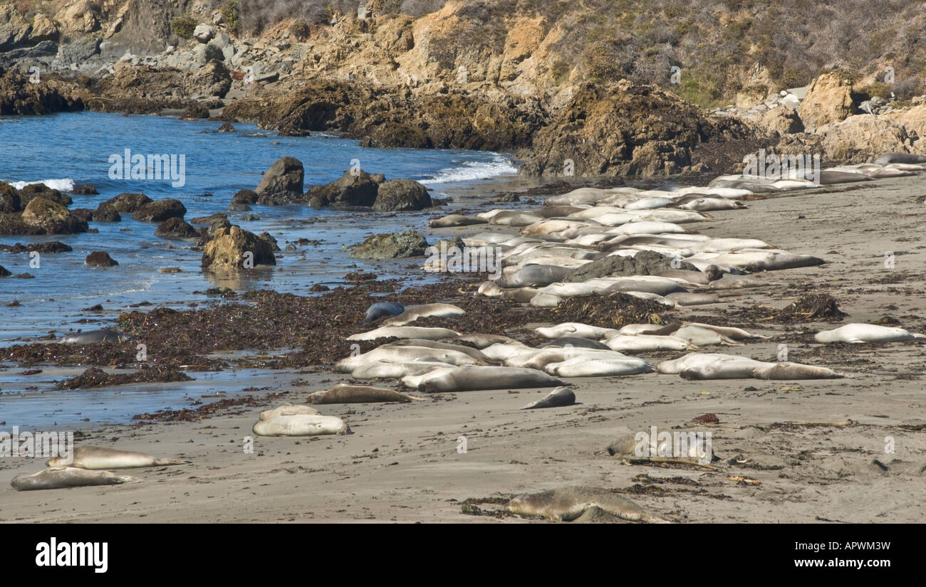 California Piedras Blancas Northern Elephant Seal Rookery Mirounga ...