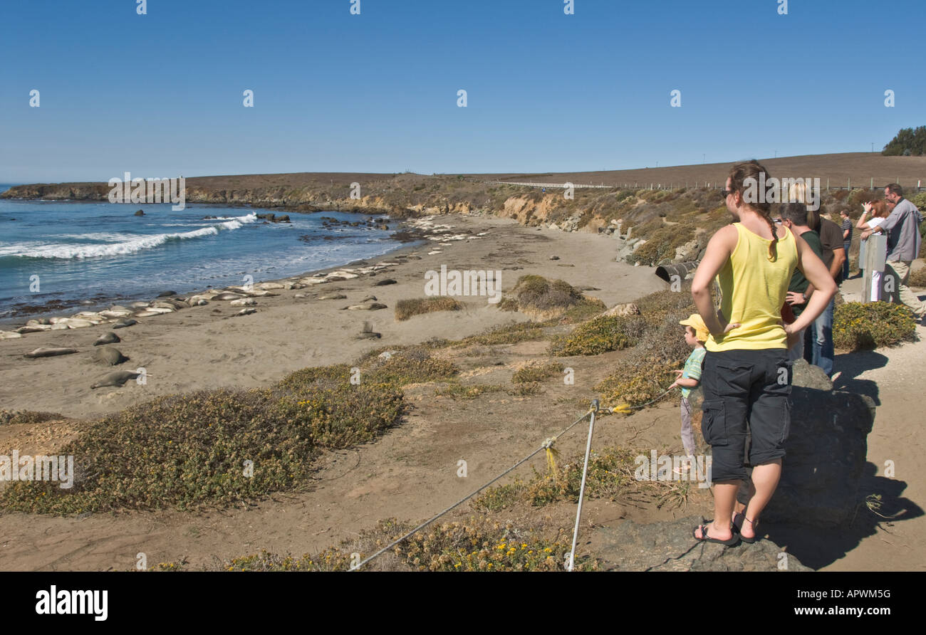 California Piedras Blancas Northern Elephant Seal Rookery Mirounga ...