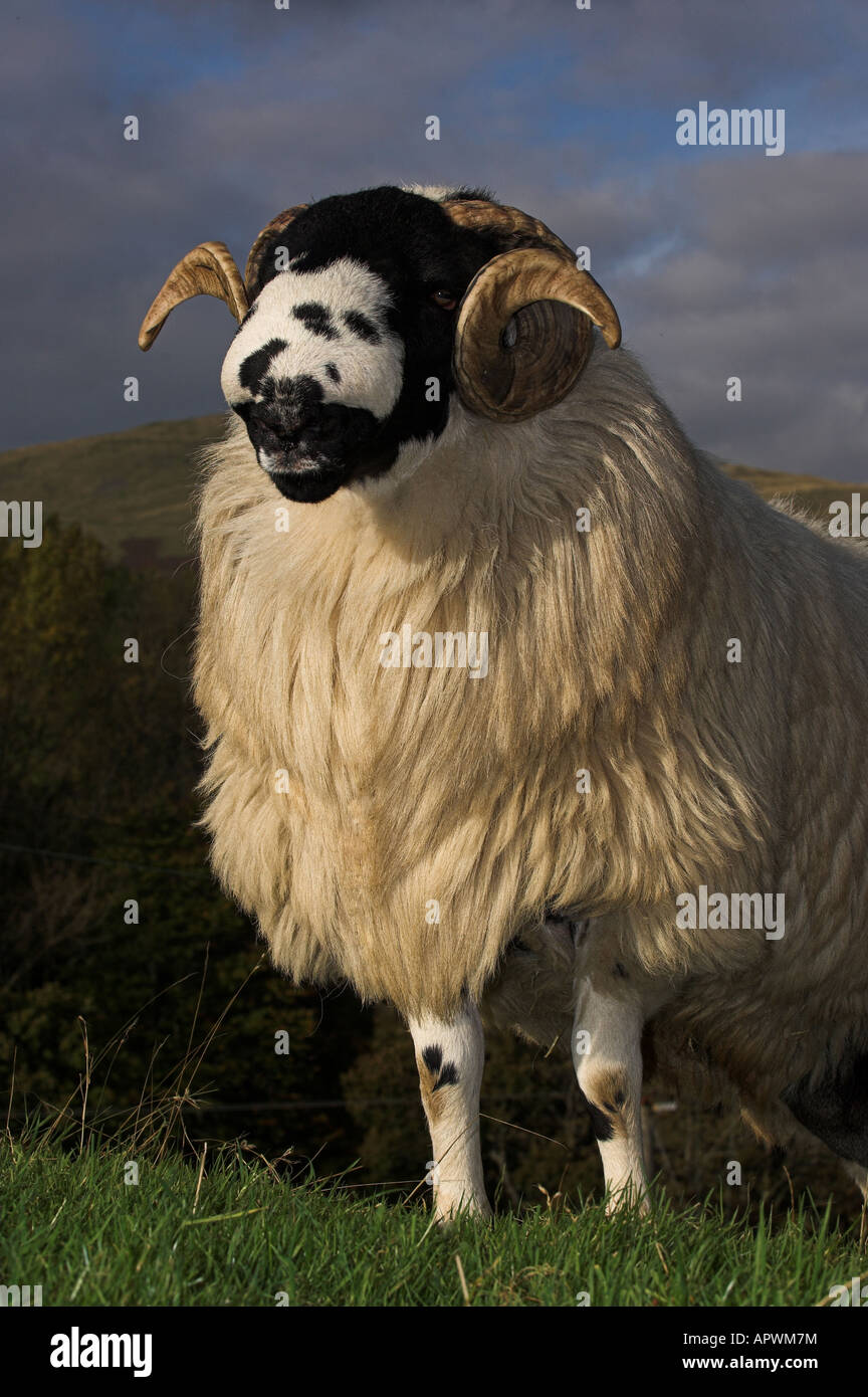 Rough Fell rams ready for autumn sales Sedbergh Cumbria Stock Photo - Alamy