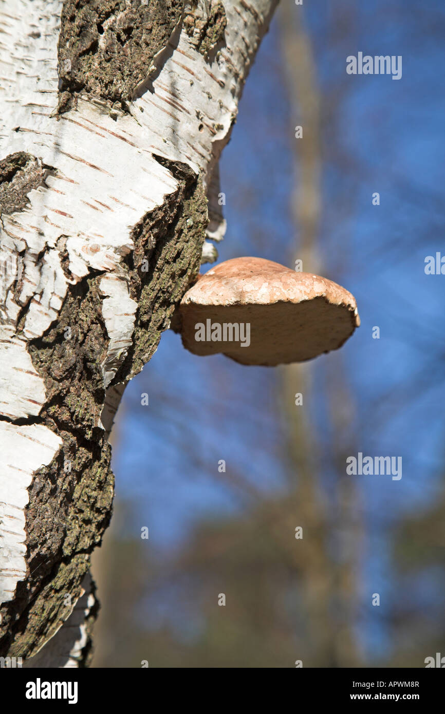 Silver birch fungus hi-res stock photography and images - Alamy