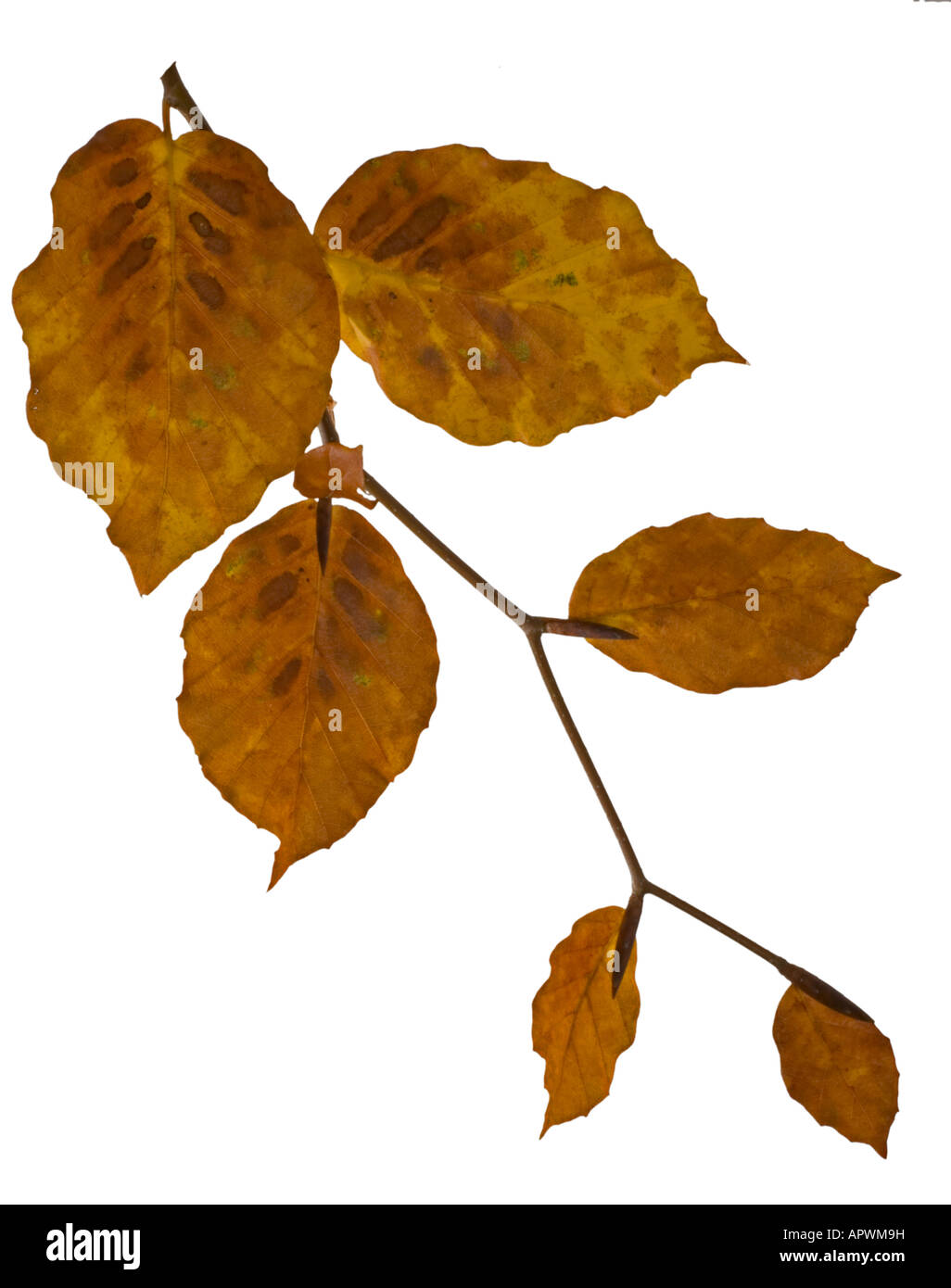 Autumn Beech leaves Fagus sylvatica Cutout Tree Stock Photo - Alamy