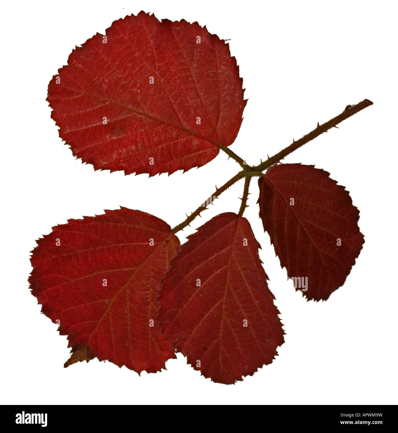 Bramble or Blackberry Rubus fruticosus Autumn Leaves Cutout Stock Photo ...
