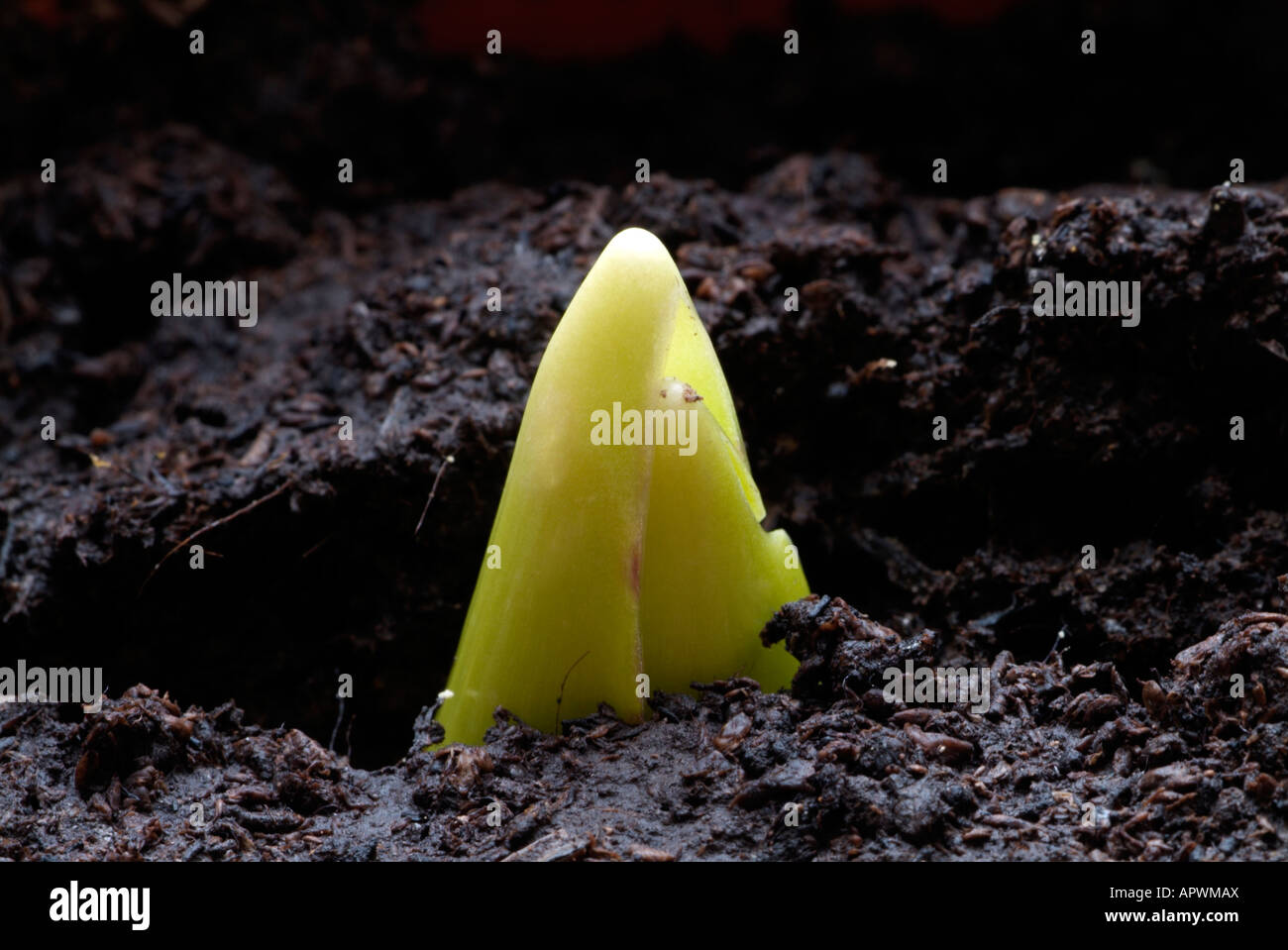 Plant tip with young leaves hi-res stock photography and images - Alamy