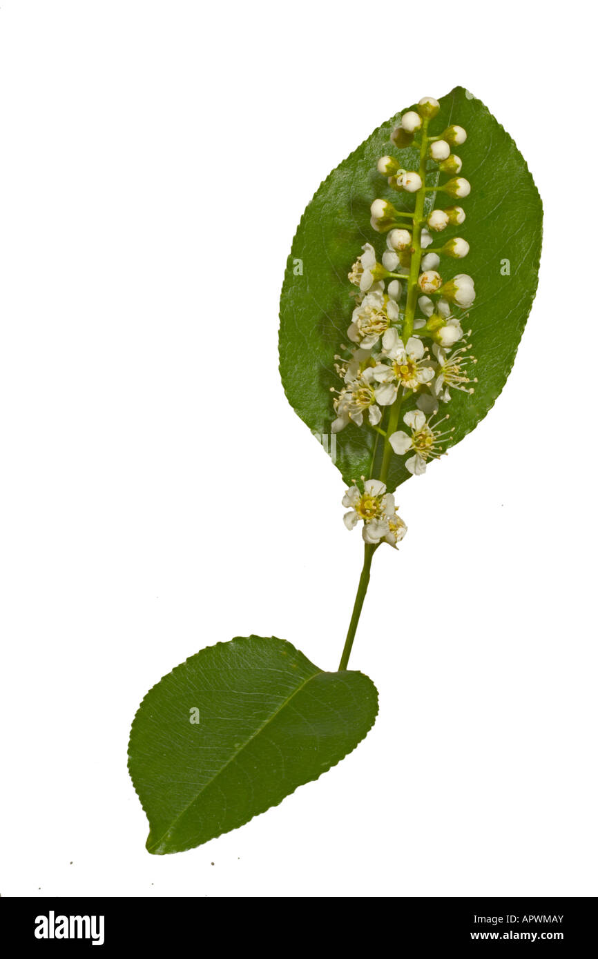 Rum or Black Cherry Prunus serotina Blossom leaf Cutout Stock Photo - Alamy