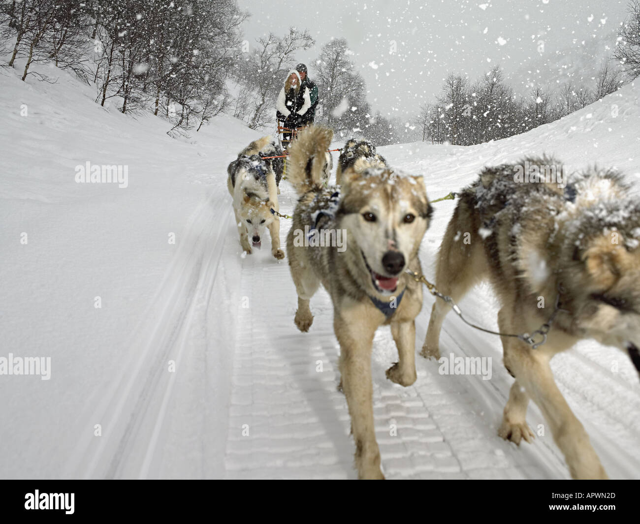 Couple riding a dog sled Stock Photo - Alamy