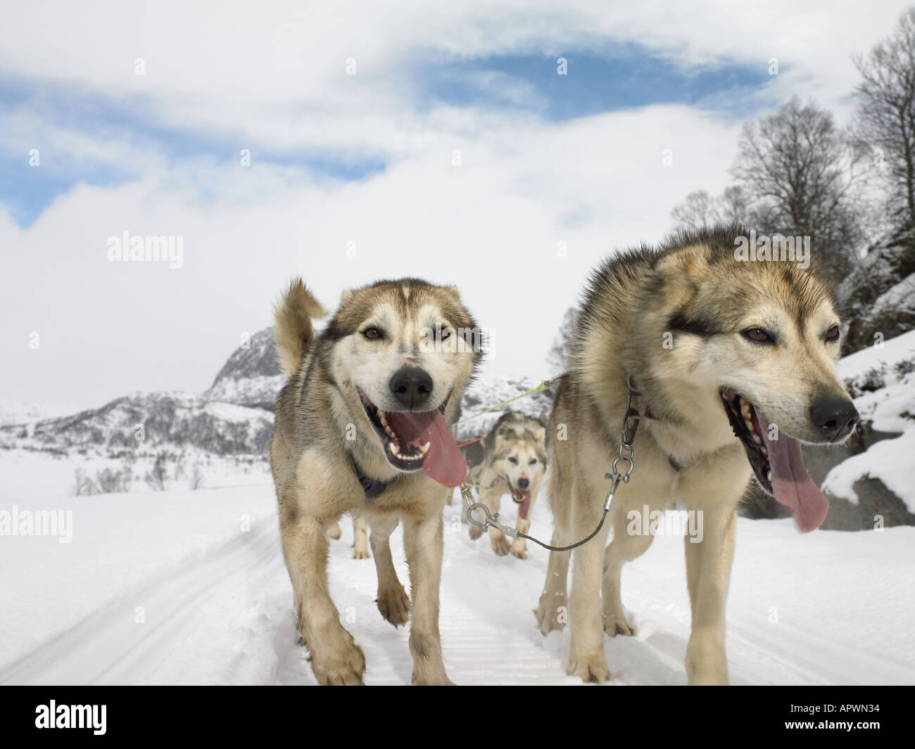 Husky trekking hi-res stock photography and images - Alamy