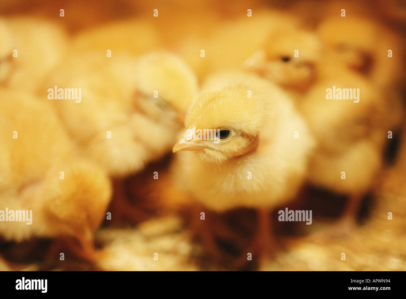 For its chicks hi-res stock photography and images - Alamy