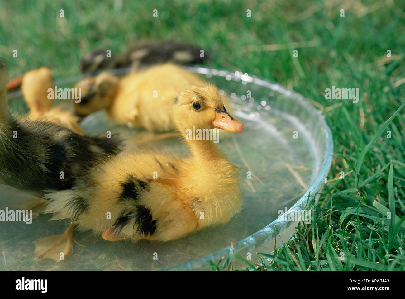 Duckling in a dish of water Stock Photo - Alamy